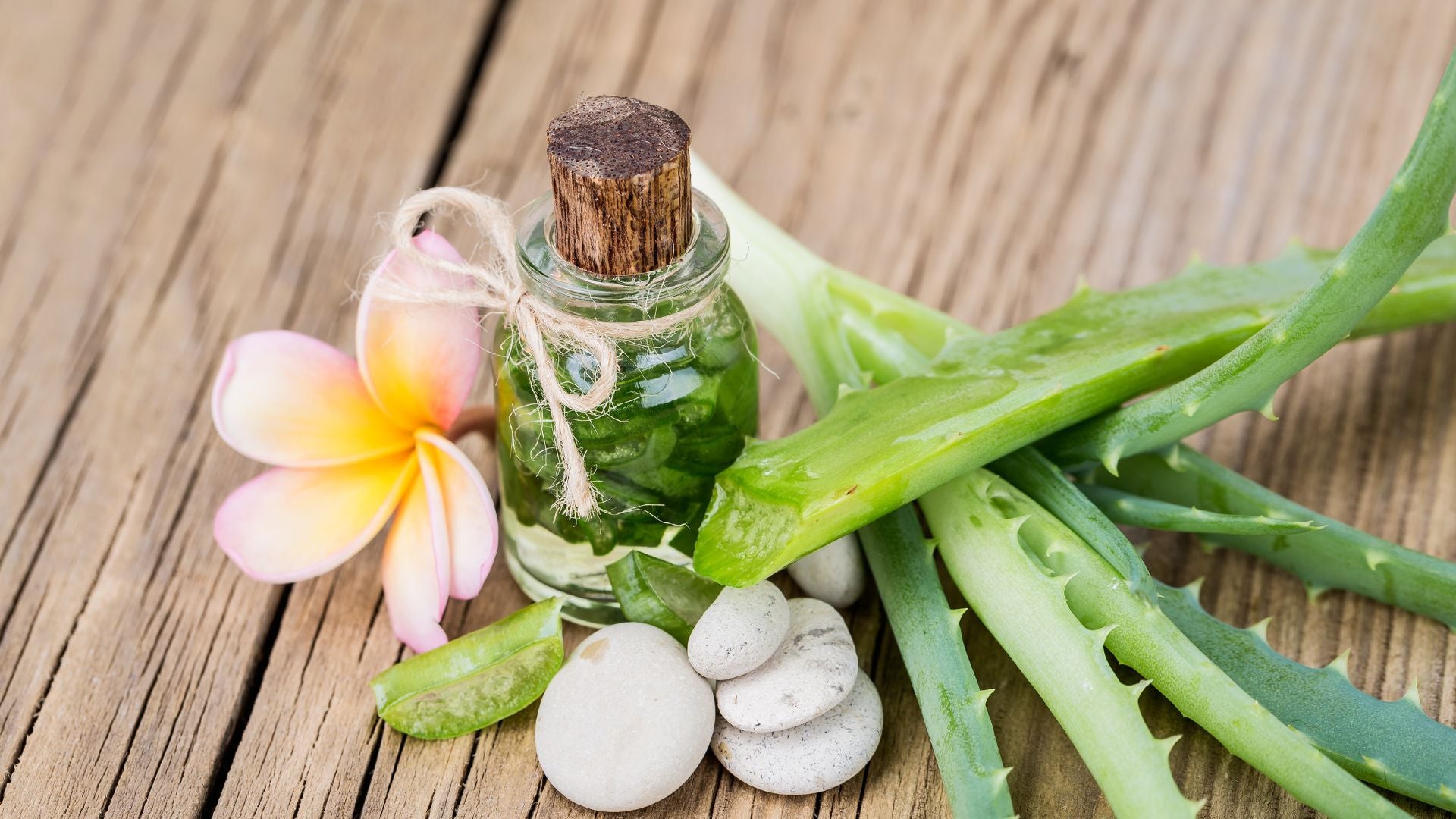 Aloe Life | Aloe Education & Products