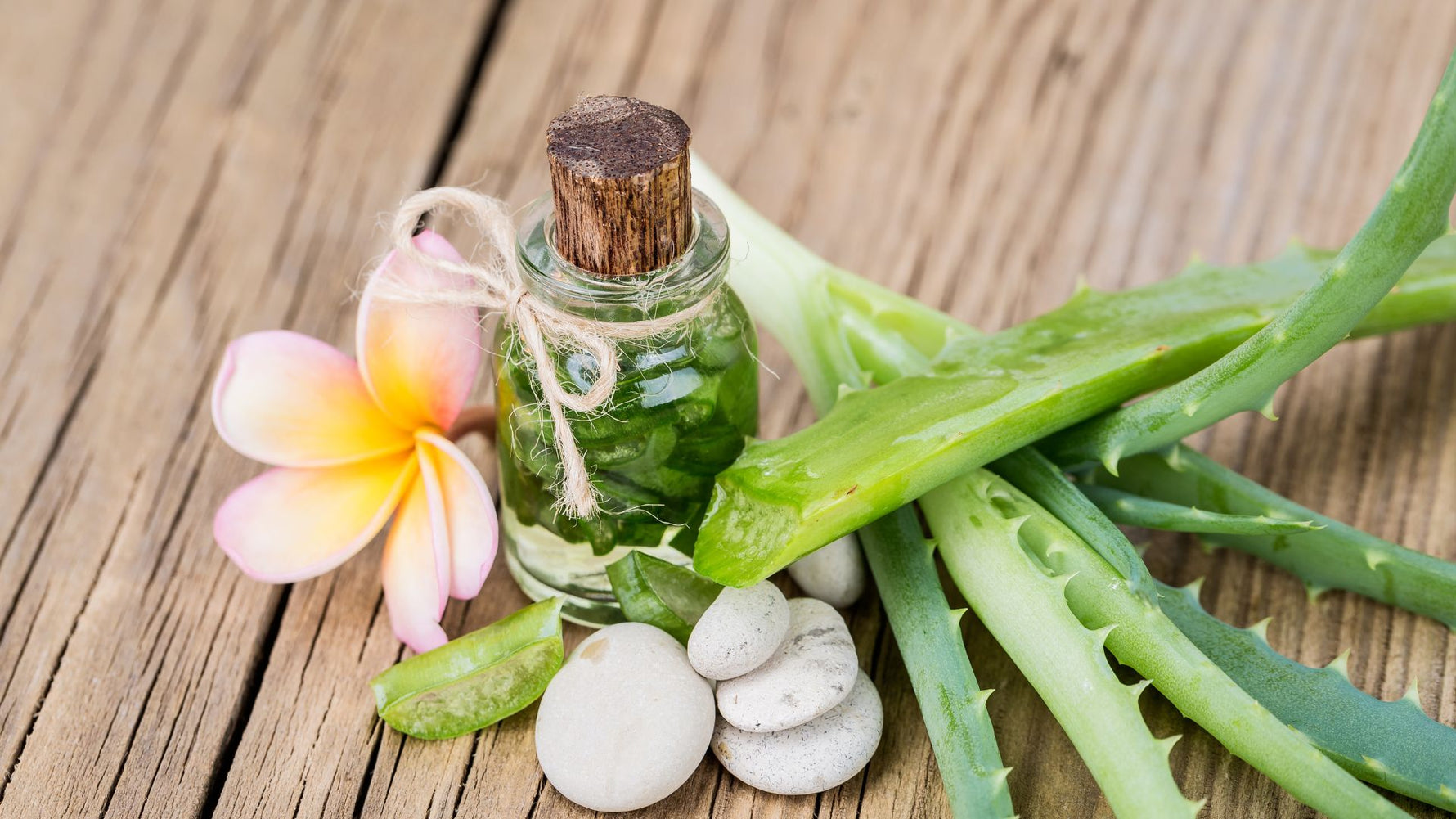 Aloe Life | Aloe Education & Products