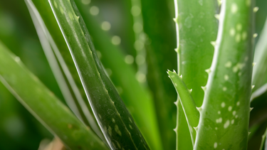 Aloe Life | Aloe Education & Products